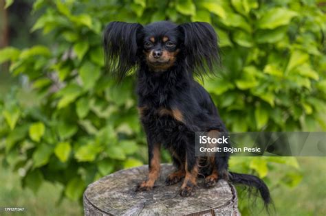 나무 그루터기에 앉아 있는 귀여운 검은색 러시안 롱헤어 토이 테리어의 클로즈업 초상화 개는 맑은 날씨에 흐릿한 배경에 러시아 토이 테리어를 번식시킵니다 야외 공간을