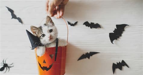 즐거운 할로윈 보내세요 할로윈 트릭에 앉아 있는 귀여운 새끼 고양이 또는 검은 박쥐와 함께 흰색 배경에 양동이를 치료합니다 잭 오 랜턴 호박 통 복사 공간에서 보는