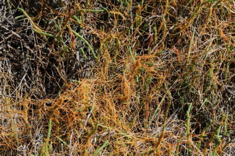 Steep Ravine Cams Original Photos Dodder And Pickleweed Two Of The Stranger Plants