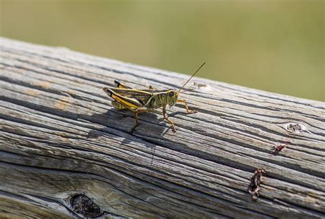 Grasshopper Bug Insect Free Photo On Pixabay Pixabay