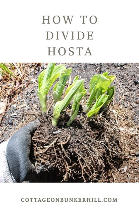 How To Divide Hosta Cottage On Bunker Hill Hostas Gardening Shovel Hosta Care