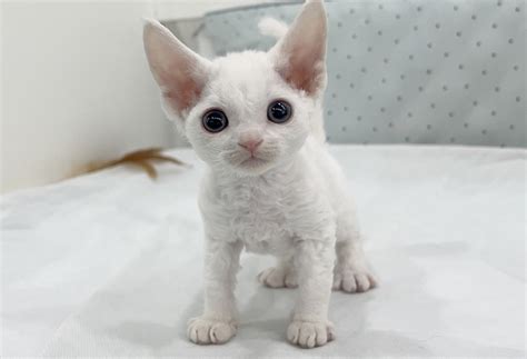 부평고양이분양데본렉스분양알토 요미캣 분양글