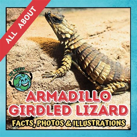 Armadillo Girdled Lizard Predators