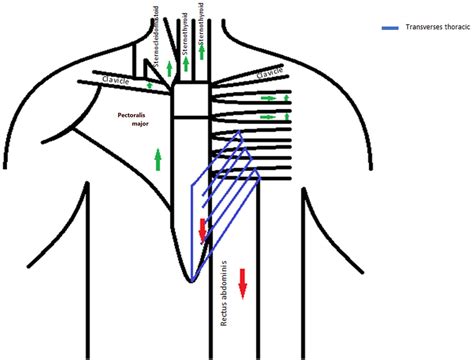 Anatomical Forces Acting On The Manubriosternal Joint Download Scientific Diagram
