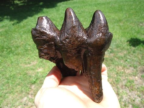 Quality Rooted Three Hump Mastodon Tooth Proboscidea Fossils