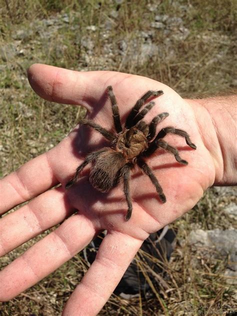 Are There Tarantulas In The Usa At Rory Love Blog