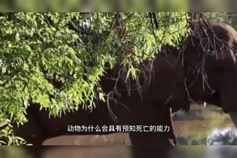 狗有一个神奇的技能，竟然能够预知死亡，你敢相信吗？预知死亡技能