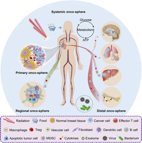 The Hierarchy Of Tumor Ecosystem Taking Breast Cancer As An Example Download Scientific