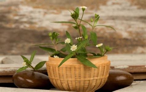 ကြိတ်မှန်ရွက် နှင့် ကျန်းမာရေး အကျိုးကျေးဇူးများ Hello Sayarwon