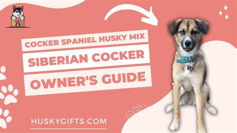 Cocker Spaniel Husky Mix Siberian Cocker Owners Guide