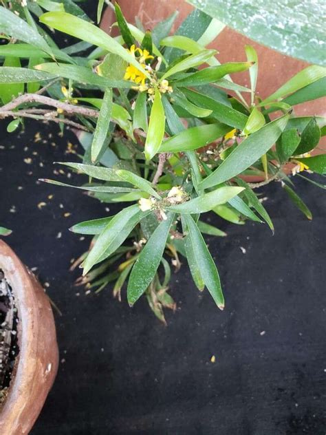 How To Propagate Oxalis Fruticosa