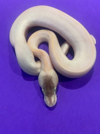 Pastel Champagne Pos Lesser Or Mojave Ball Python By Trippin Art Pythons