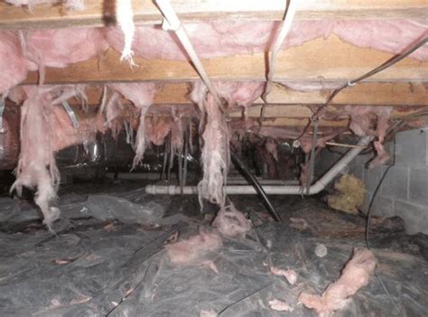 Dryzone Llc Photo Album Scary Crawl Space