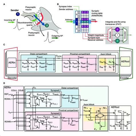 Figure E A Biological Neural Systems Illustrating Neural Synaptic
