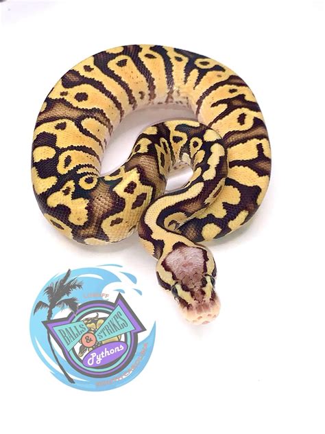 Firefly Het Clown Ball Python By Balls And Strikes Pythons Morphmarket