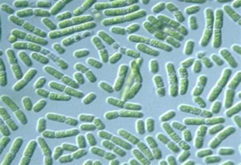 남세균 조무위키