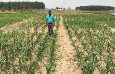 Improved Technologies For Higher Maize Production IntechOpen