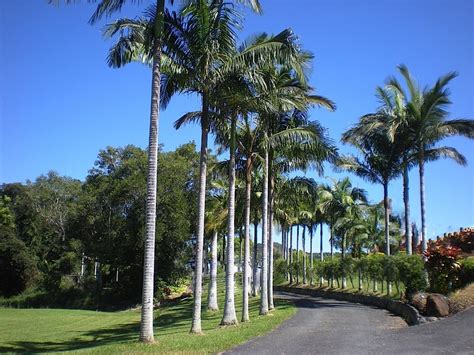 Some Of The Common Naturally Occurring Australian Palm Trees Palms