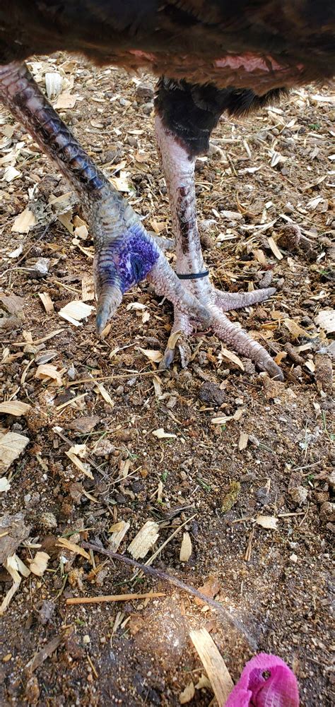 Eclipse Still Little Off But Healing Rheritageturkeyowners