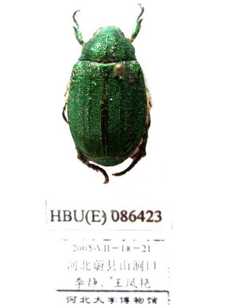 粗绿彩丽金龟 Mimela holosericea 物种库 国家动物标本资源库
