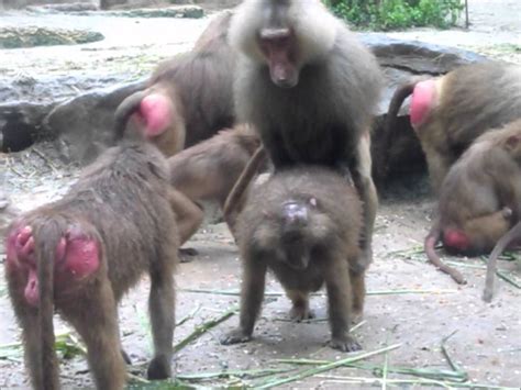Fame Seeking Baboons Having SEX Live In Singapore YouTube