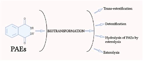 Schematic Depciting The Bioremediation Of Phthalate Acid Esters