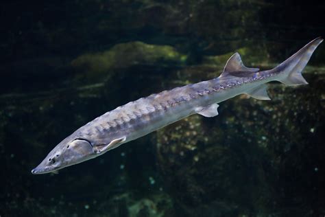 Atlantic Sturgeon
