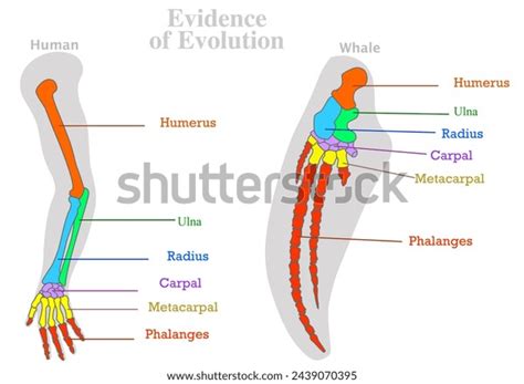 Evolution Evidence Human Whale Dolphin Water Stock Vector Royalty Free