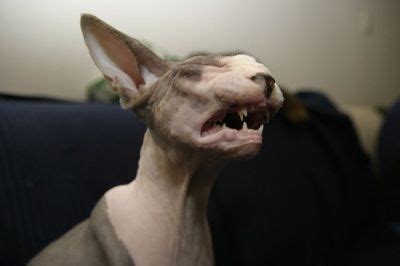 Worlds Ugliest Cat 2024