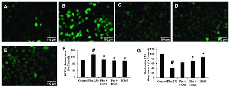 Pre Treatment Of HS Extract Attenuated ROS Formation And Loss Of Download Scientific Diagram
