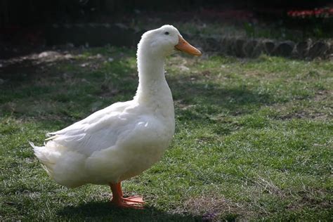 Pekin Duck Complete Breed Guide — Raising Ducks