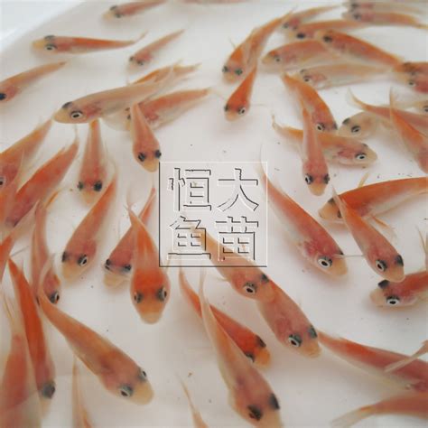 彩虹鲷红罗非鱼苗活体红非洲鲫红色福寿鱼苗淡水养殖食用鱼热带鱼虎窝淘
