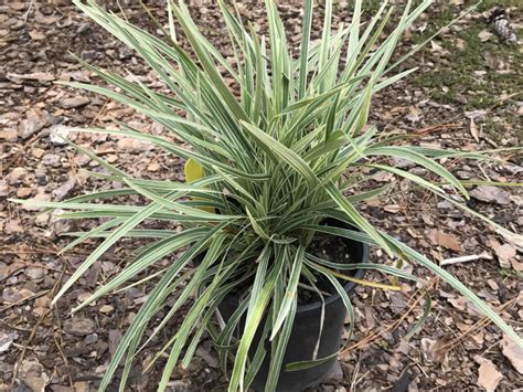 Aztec Grass • Just Fruits And Exotics