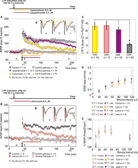 Inhibition Of Actin Polymerization Or Depolymerization At The Time Of Download Scientific