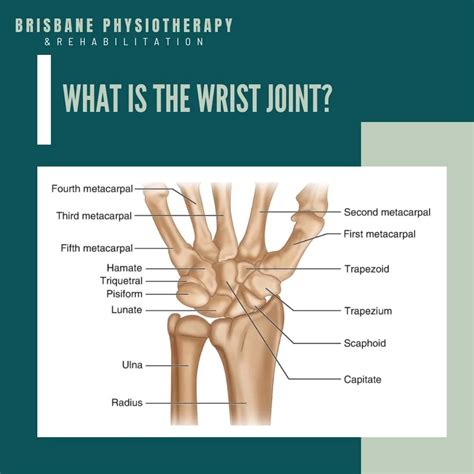 What Is The Wrist Joint Brisbane Physiotherapy