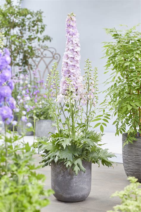 Delphinium Elatum Turkish Delight Walter Blom Plants B V