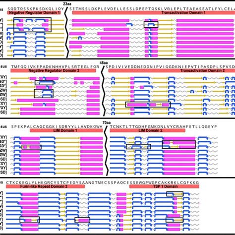 Amino Acid Substitutions In Functional Domains Of Sex Determination