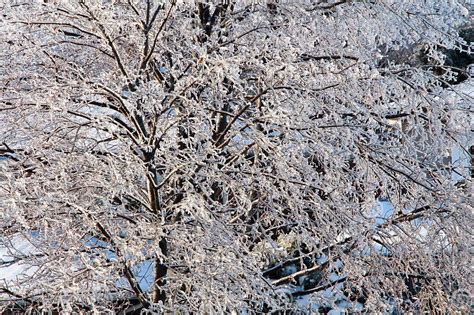 Frozen Tree Branches Covered In Ice Taking Up The Whole Frame As A