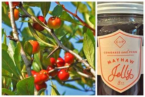 The Ancient Mayhaw Is Making A Comeback Here Fernandina Observer