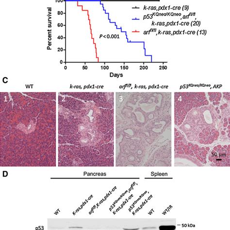Expression Of P53 Kq Mutant Proteins Extended The Life Span Of A Pdac