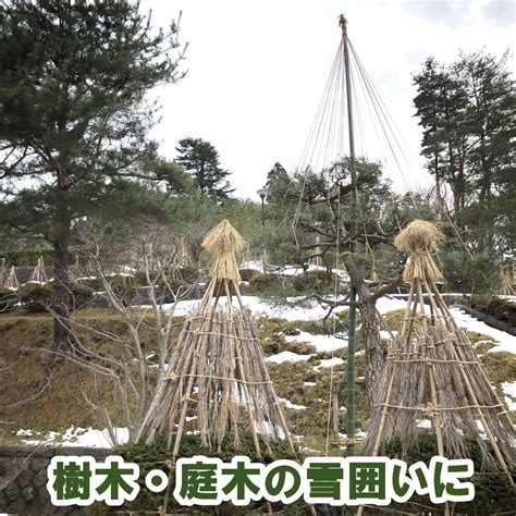 白竹 （晒竹）1m×10本 肉厚で耐久性のある竹。 農業・園芸（支柱、雪囲い、竹垣などに） 竹