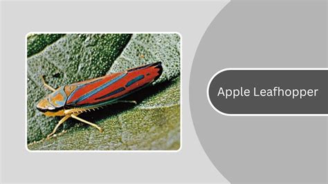 25 Types Of Leafhopper Identification With Pictures