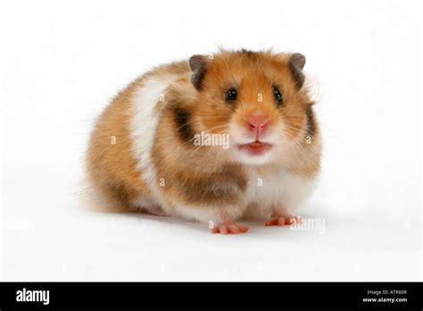 Golden Hamster Standing Cut Out Stock Images And Pictures Alamy