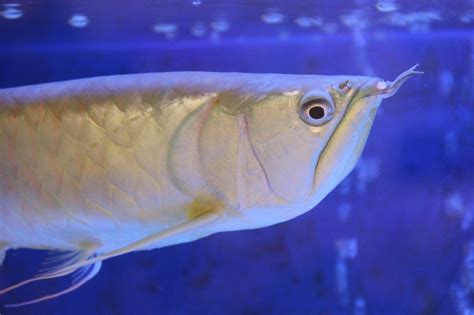 龙鱼的种类你知道多少 广东闽江水族实业有限公司