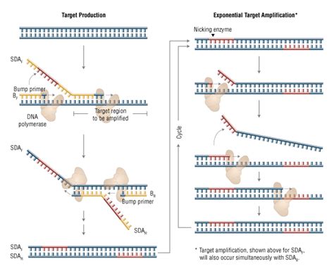 Isothermal Amplification Neb