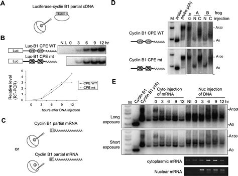 The Nuclear Experience Of CPEB Implications For RNA Processing And Translational Control