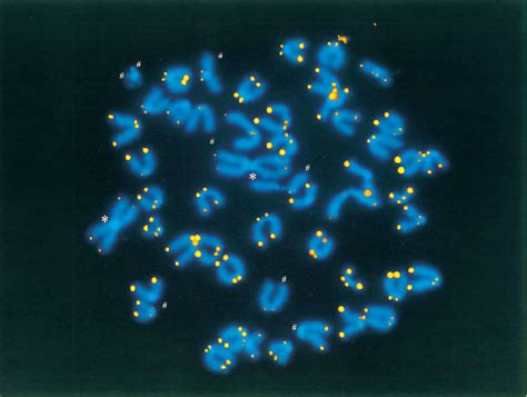 Figure 2 From Mini Review Lessons From Mice Without Telomerase Telomere Biology Murine Models