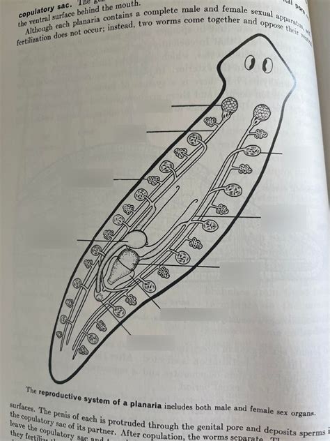 Planaria Reproductive System Diagram Quizlet