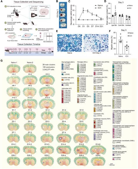 Spatiotemporal Transcriptomic Maps Of Mouse Intracerebral Hemorrhage At Single Cell Resolution