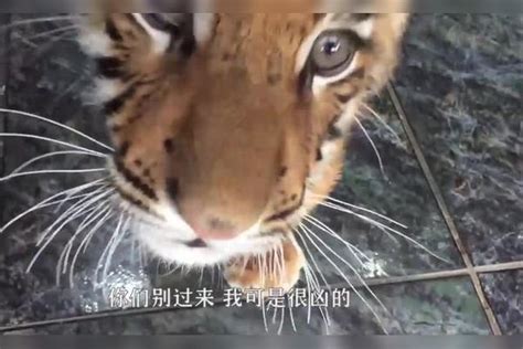 主人准备带小老虎出门遛弯发现门口有一群狗狗接下来憋住别笑 狗狗 主人